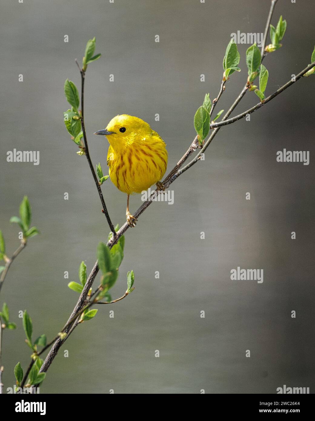 Oiseau animal jaune hi-res stock photography and images - Alamy