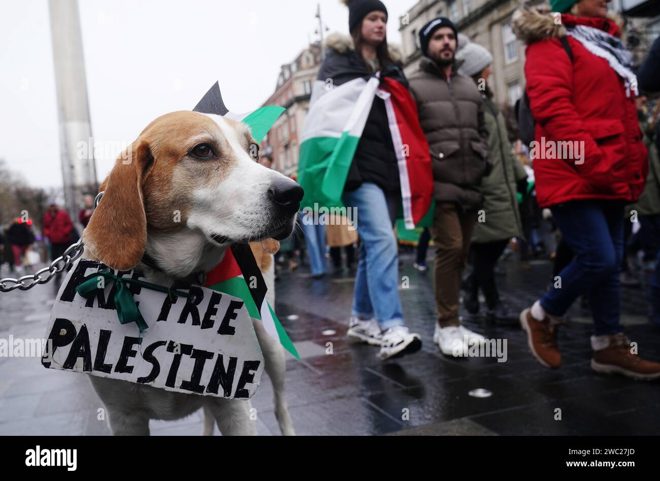 A dog named Bailey takes part in a march organised by the Ireland ...