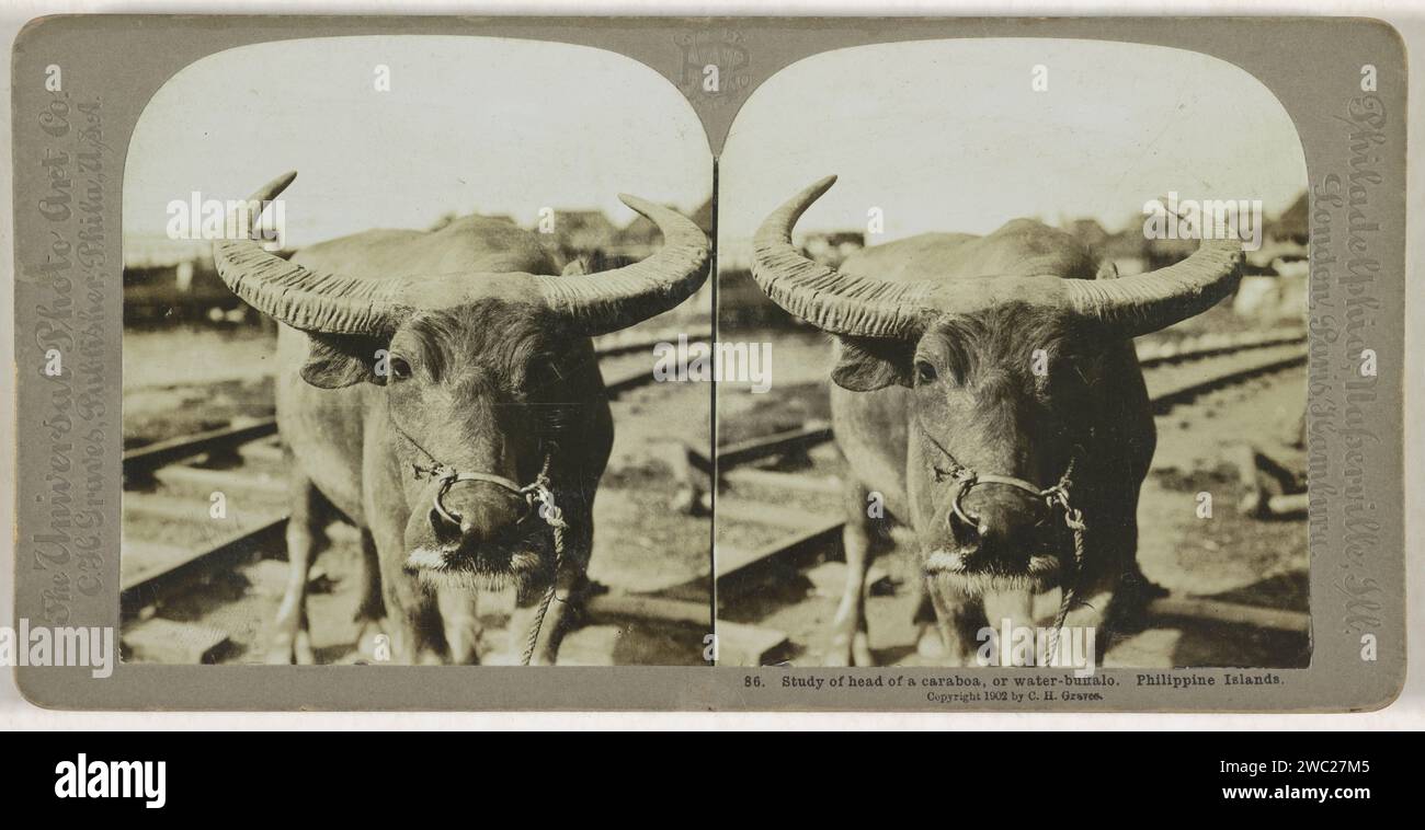 Water buffalo in the Philippines, Anonymous, 1902 stereograph ...