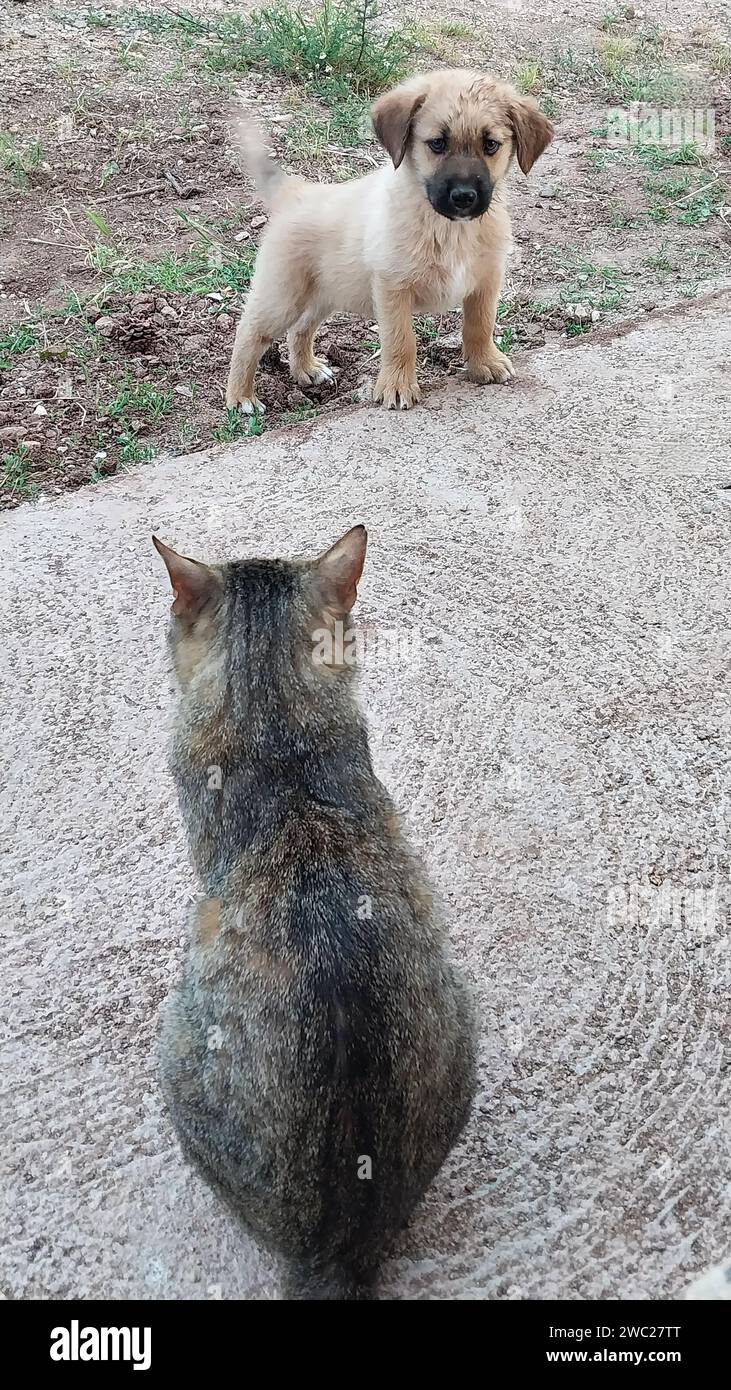 Cute little beige puppydog, lookingfor the first time kitty cat ...