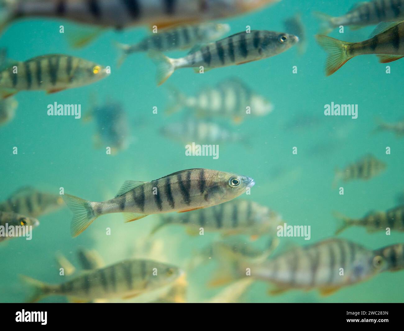 School of perch Stock Photo - Alamy