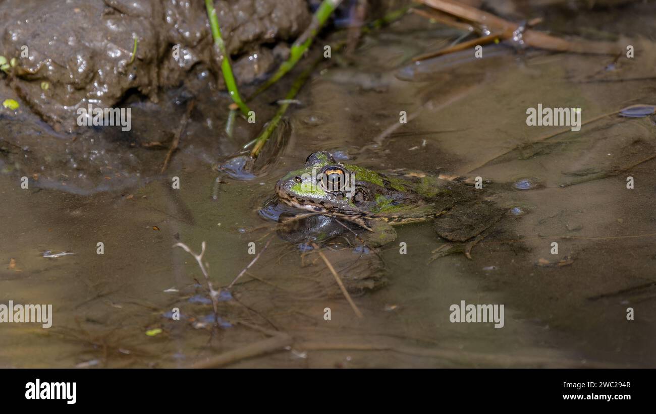 Wild frog sitting in a muddy puddle Stock Photo - Alamy