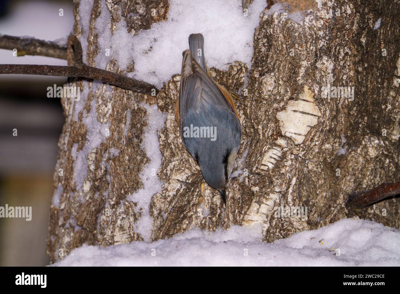 Sitta europaea Family Sittidae Genus Sitta Eurasian nuthatch Wood ...