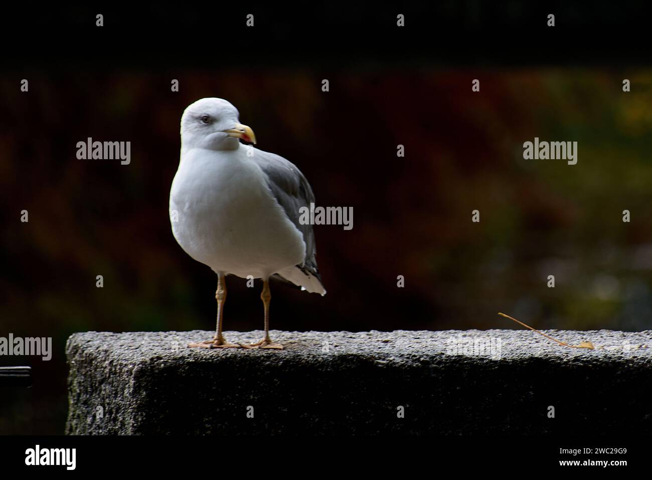Seagull shore water waterfowl white wild wildlife wing hi-res stock ...