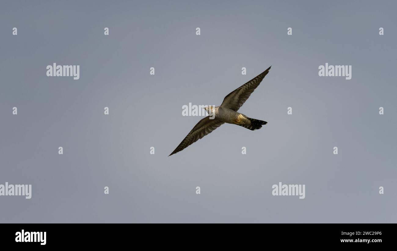 A common cuckoo in flight alone, wings spread Stock Photo - Alamy