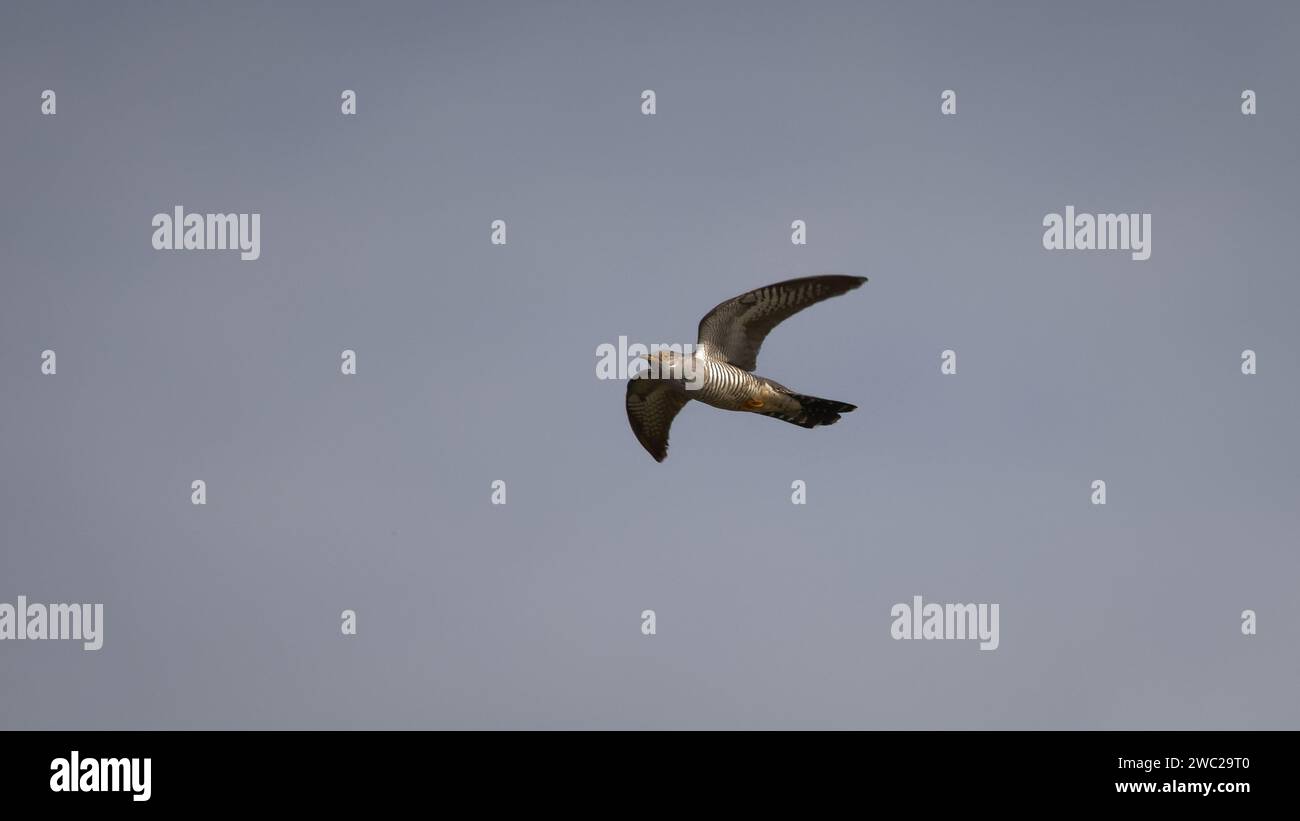 A common cuckoo in flight alone, wings spread Stock Photo - Alamy