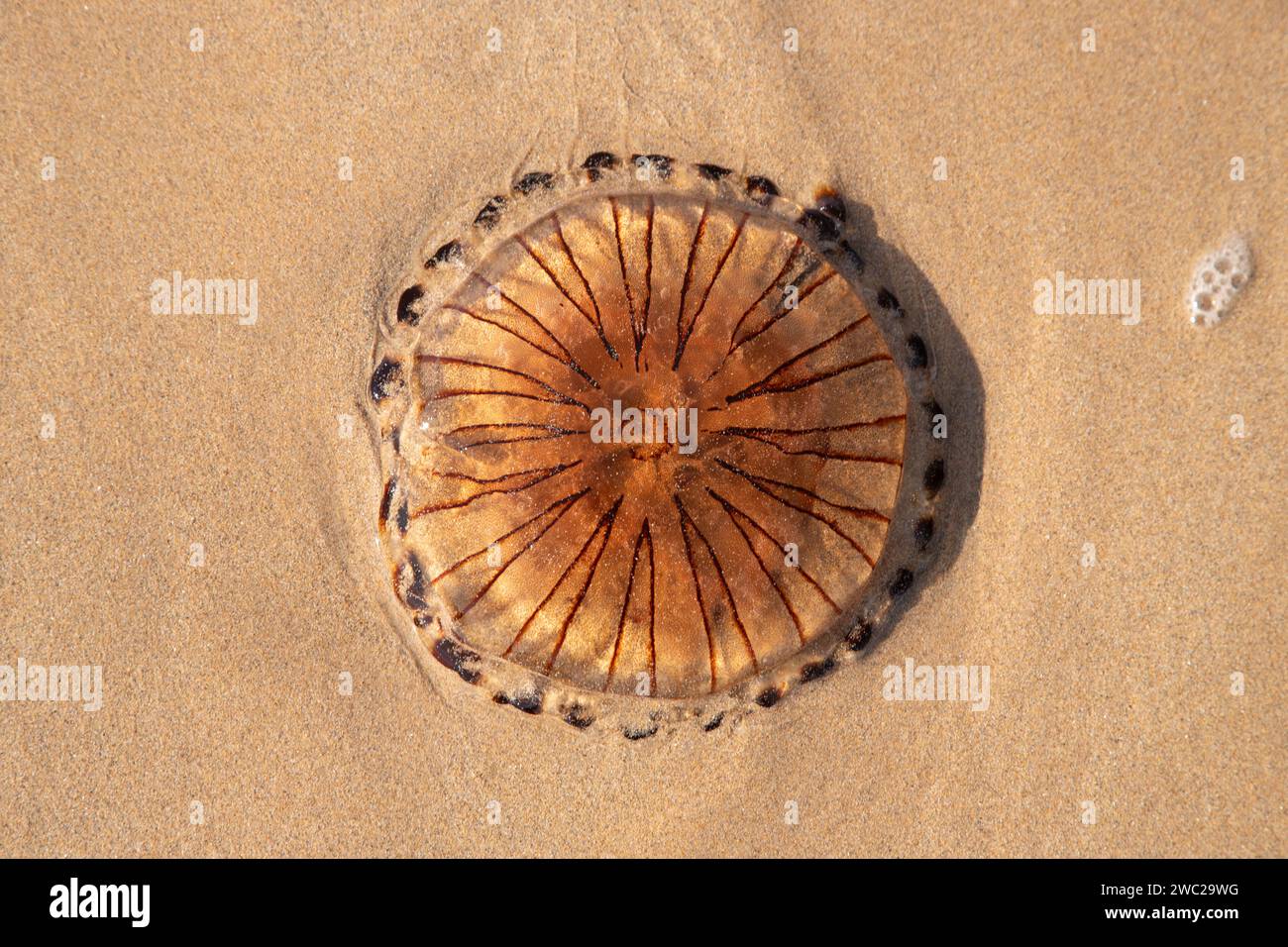 Stranded jellyfish at Pollan Strand, County Donegal, Ireland Stock ...