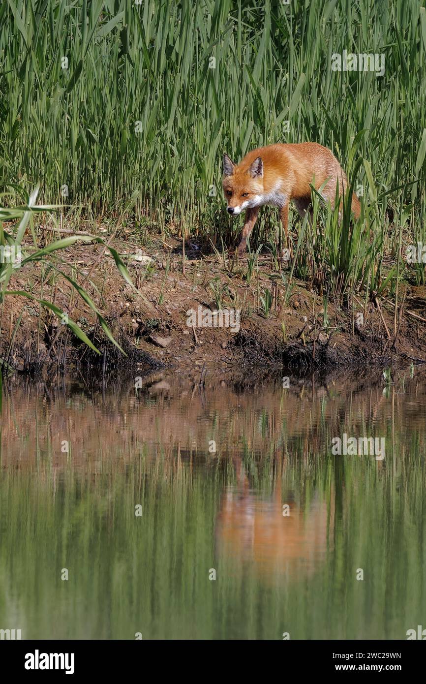 Red fox curious photo hi-res stock photography and images - Alamy