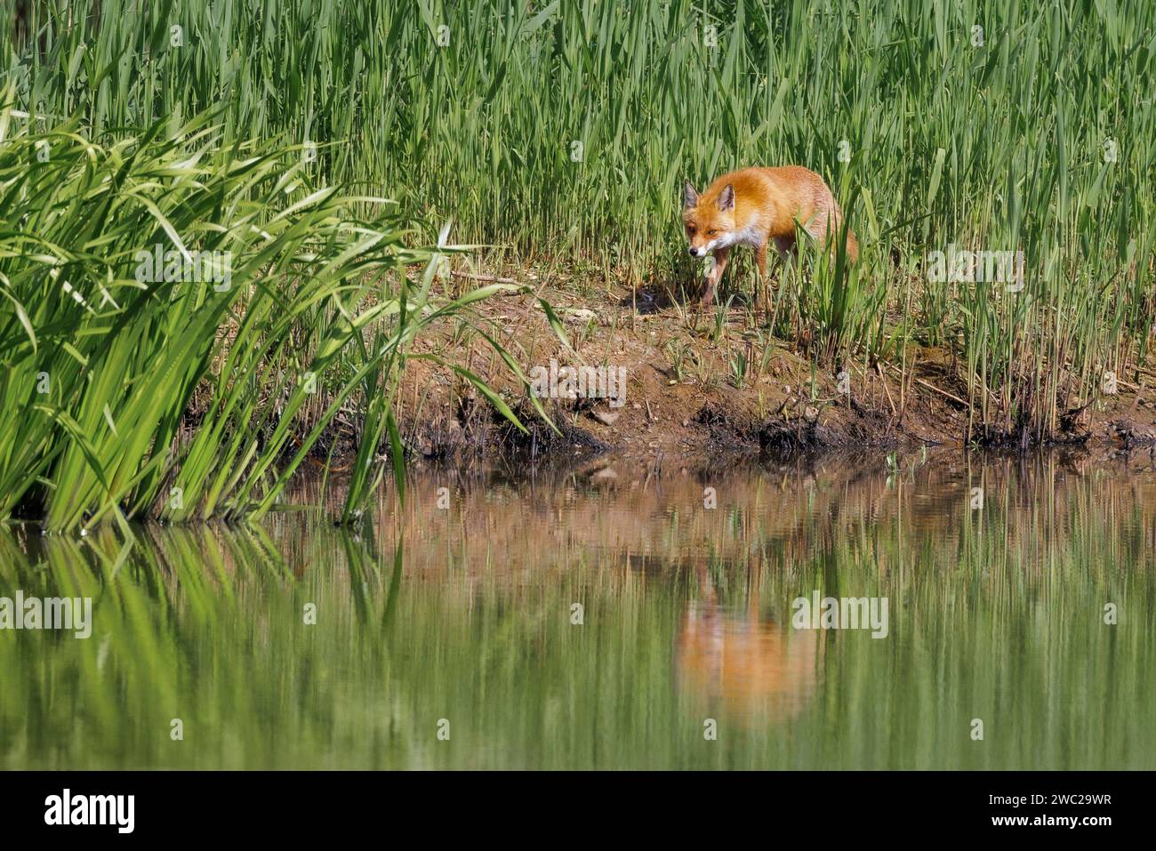 Red fox curious photo hi-res stock photography and images - Alamy
