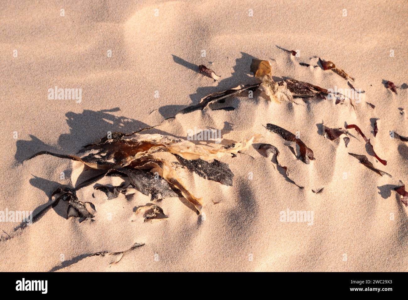 Seaweed at Pollan Strand, County Donegal, Ireland Stock Photo - Alamy