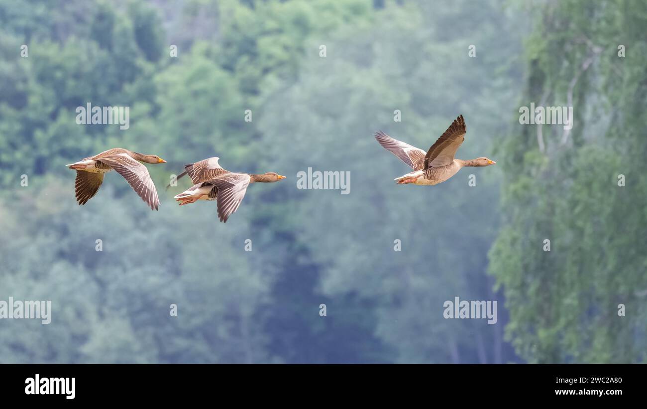 Small flock of greylag geese in flight hi-res stock photography and ...
