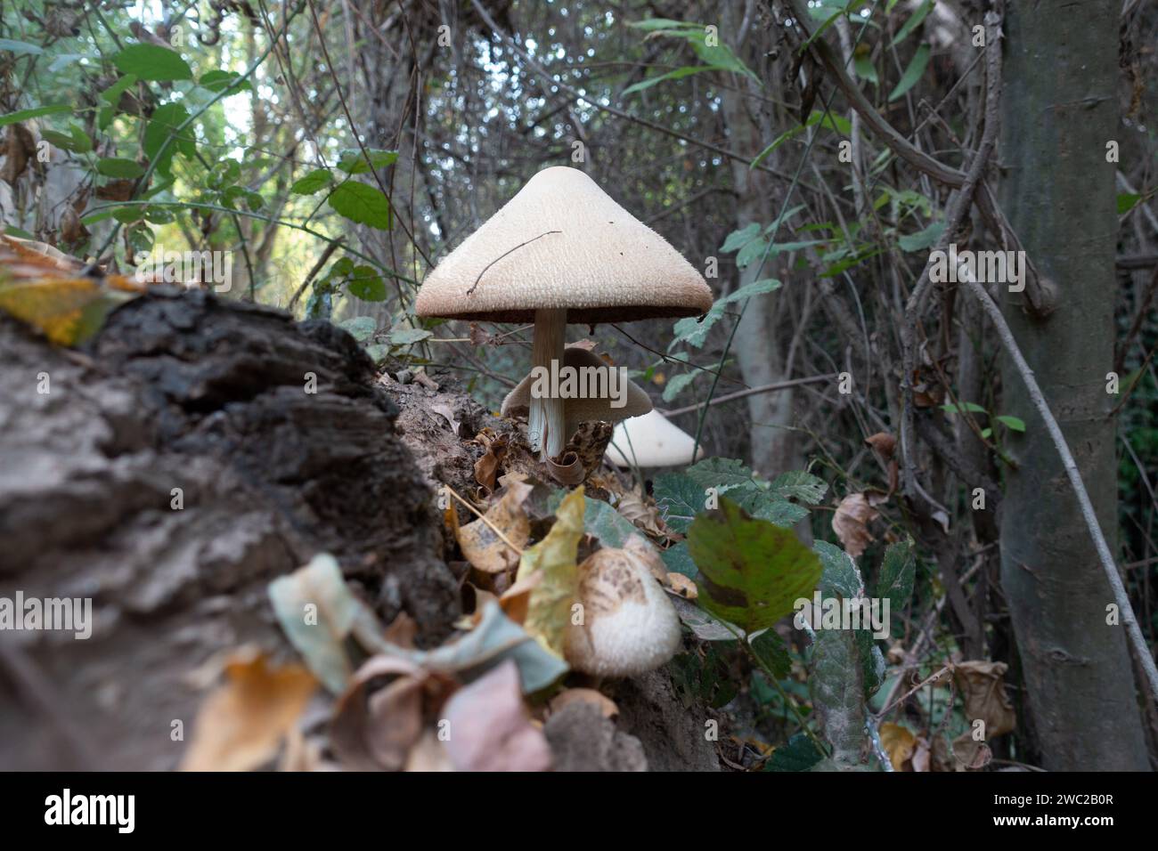 White toadstools in woodland setting Stock Photo - Alamy