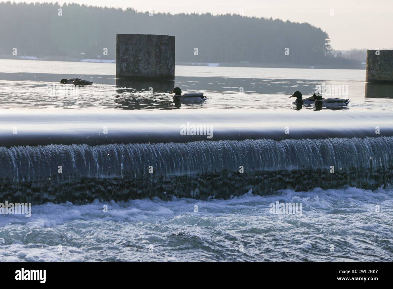 A pond with a dam and floating ducks in cloudy weather Stock Photo - Alamy
