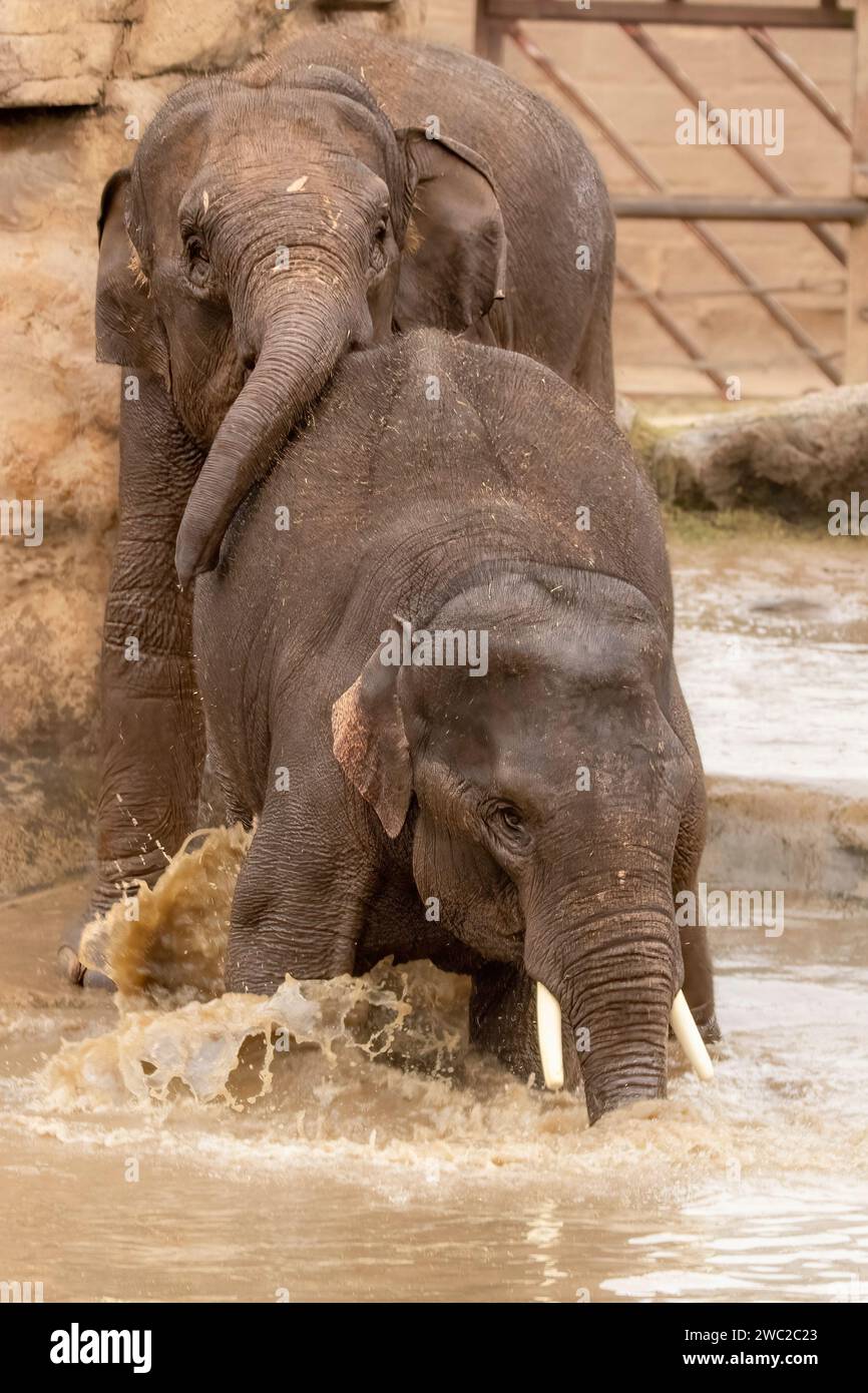 Asian elephant fighting hi-res stock photography and images - Alamy