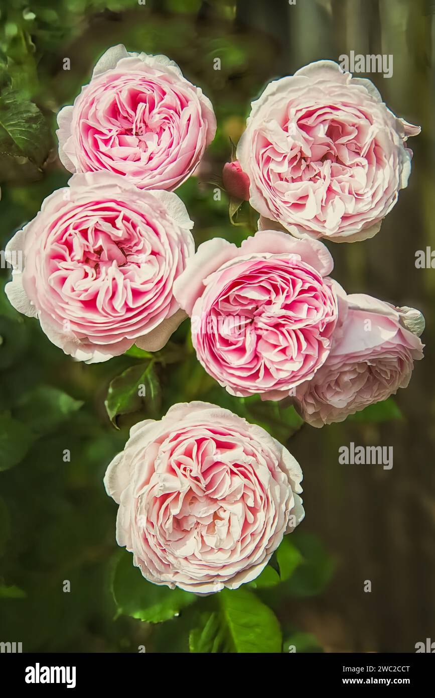 Old english roses hi-res stock photography and images - Alamy
