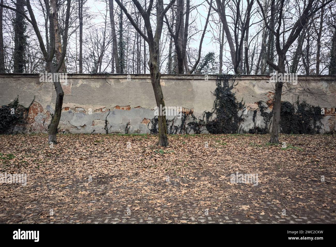 Boundary wall with trees next to it in a park in autumn Stock Photo - Alamy