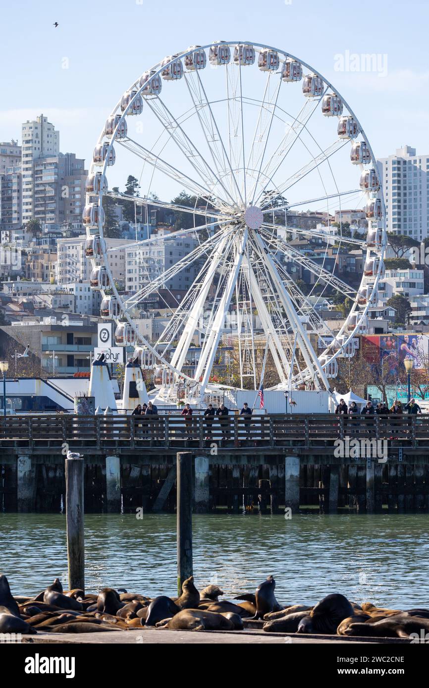 San Francisco, CA - January 4 2024: California sean lions with a ferris ...