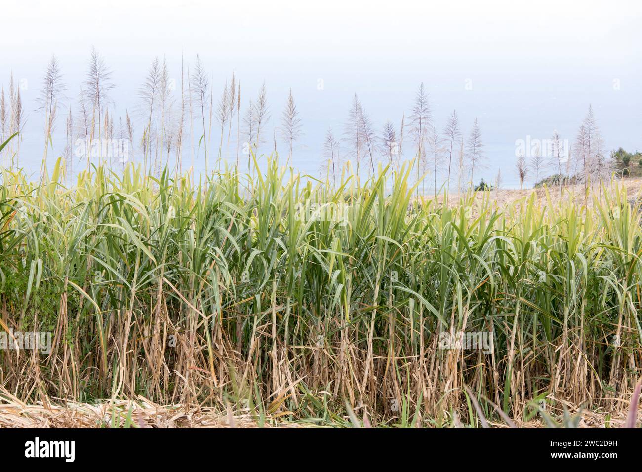 Photo of sugar cane plantation in La Reunion Stock Photo - Alamy