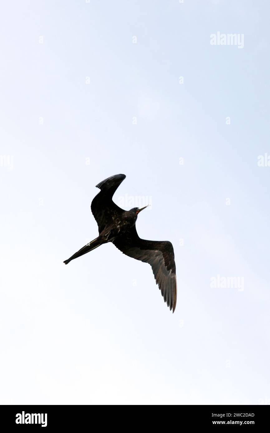 A photo of a magnificent frigatebird while flying Stock Photo - Alamy