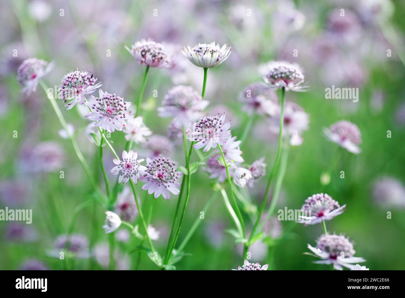 Astrantia family apiaceae hi-res stock photography and images - Alamy