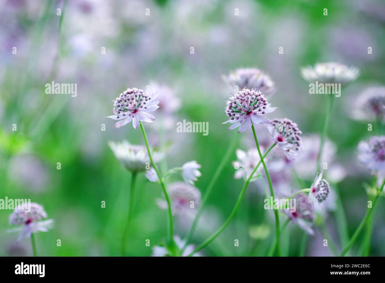 Astrantia major, the great masterwort, is a species of flowering plant ...