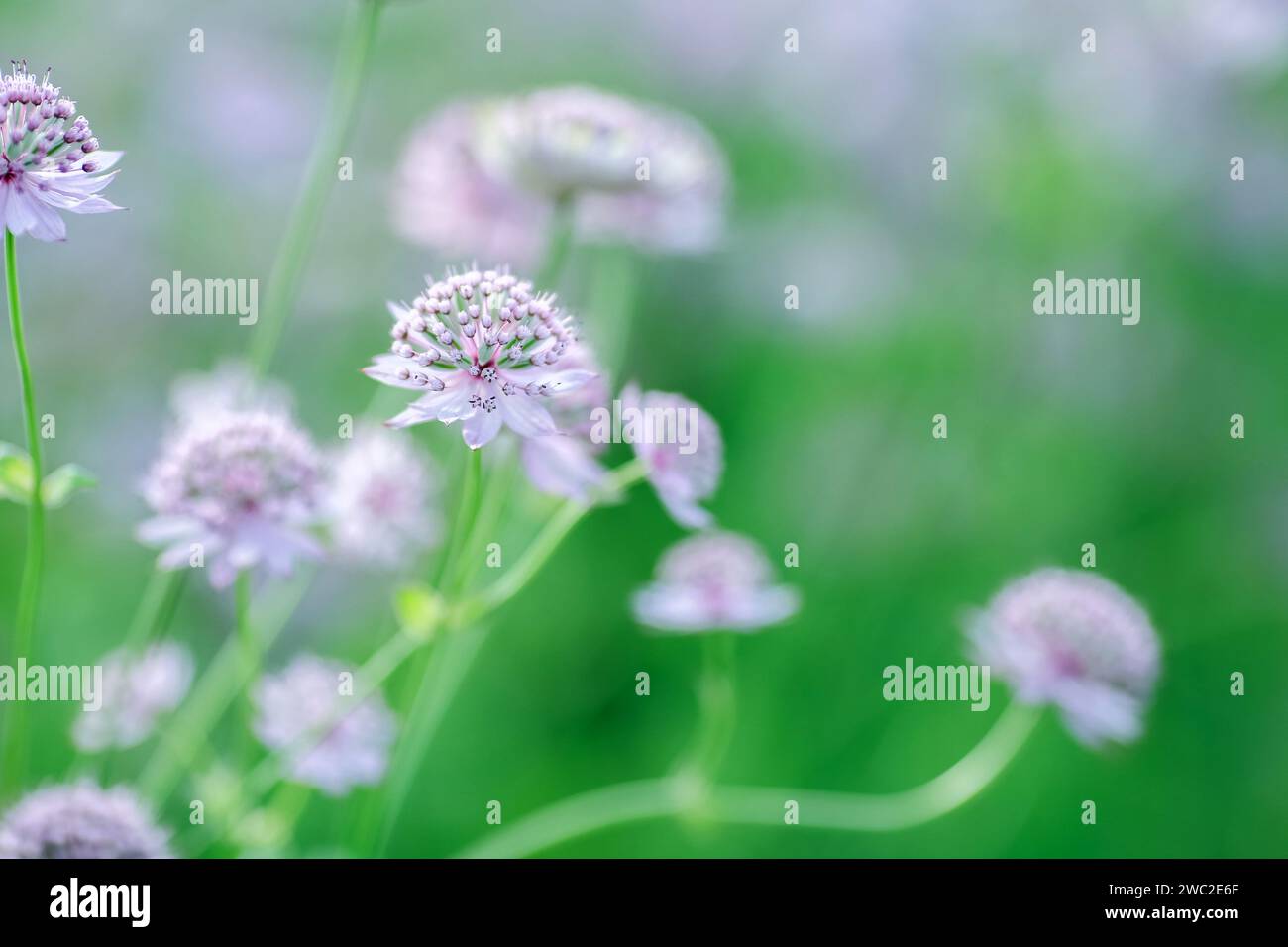 Astrantia family apiaceae hi-res stock photography and images - Alamy