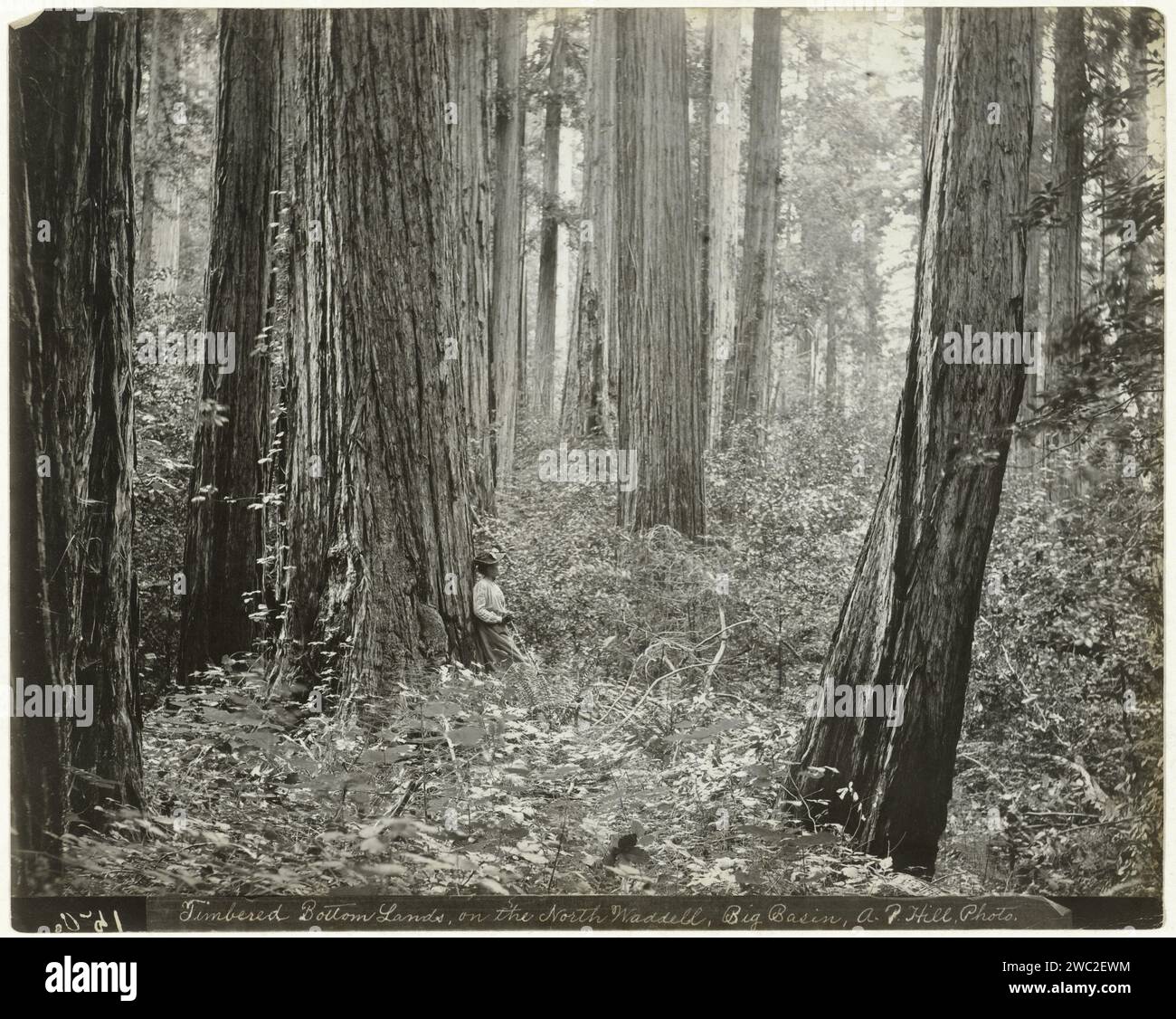 Big Basin Redwoods Forest, Andrew P. Hill, 1900 - 1922 photograph Santa ...