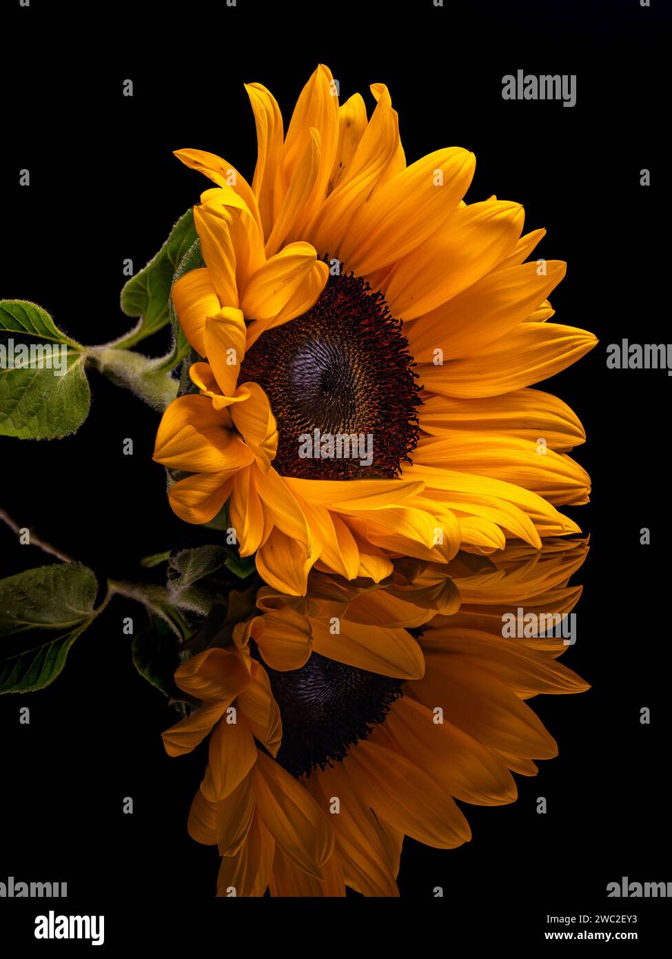 Sunflower reflection hi-res stock photography and images - Alamy