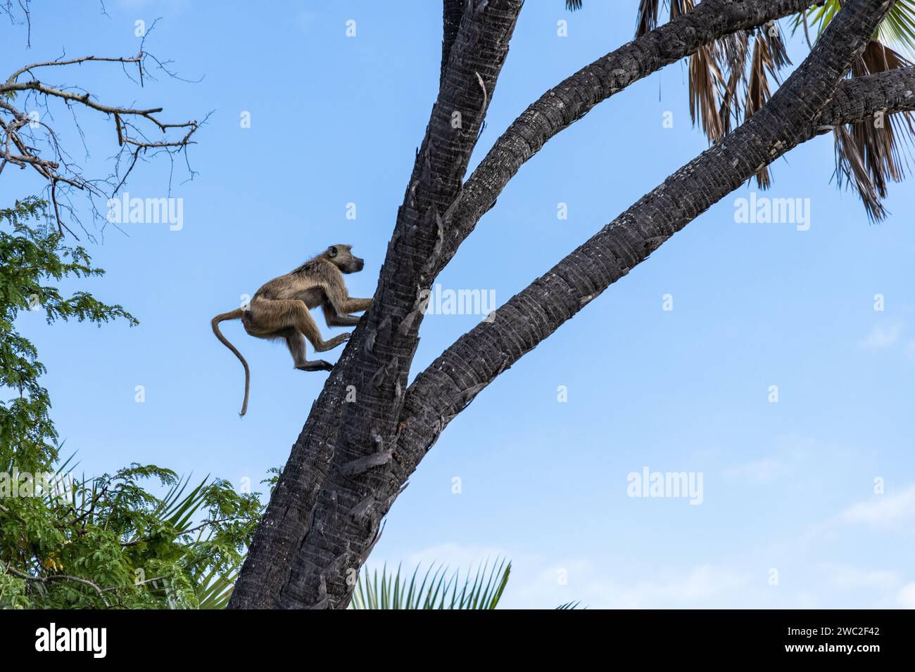 Monkey side profile eating hi-res stock photography and images - Alamy