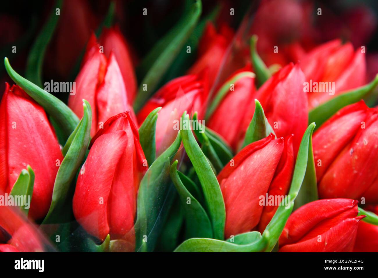 Bright amsterdam hi-res stock photography and images - Alamy