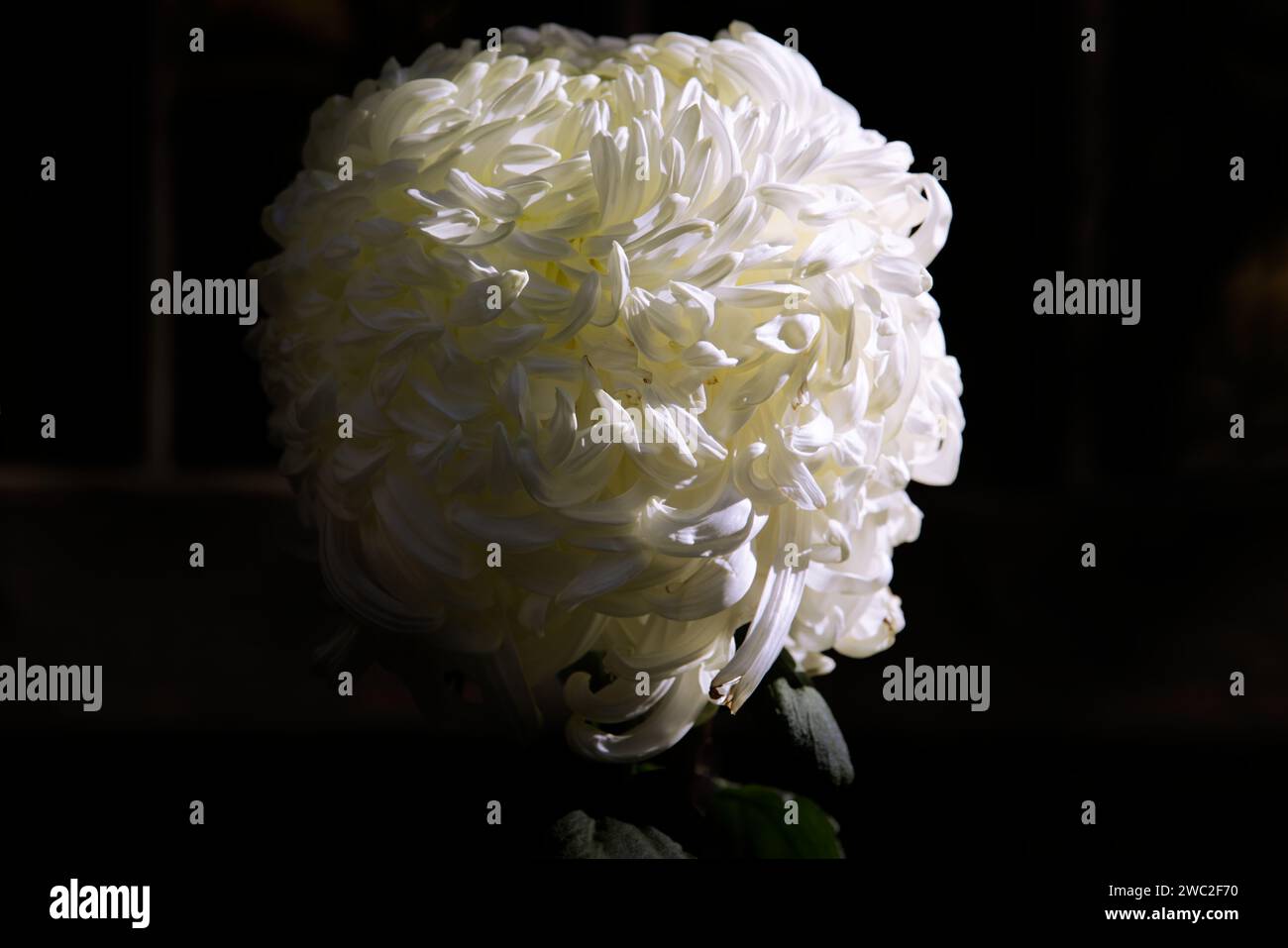 Large white chrysanthemum flower in bloom in November. Durham, NC ...