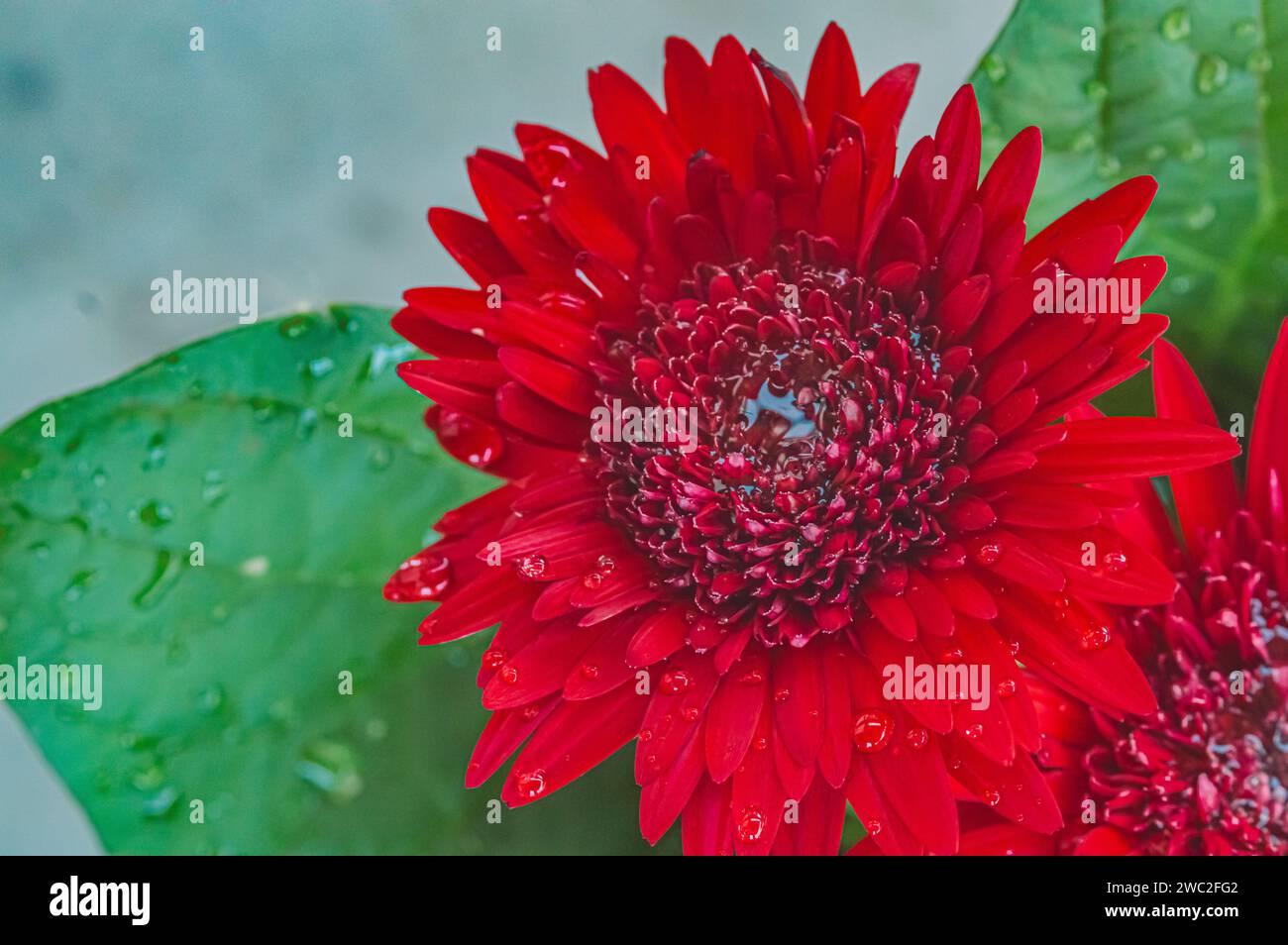Red Gerbera or Gerbera jamesonii, red flower that represents the act of ...