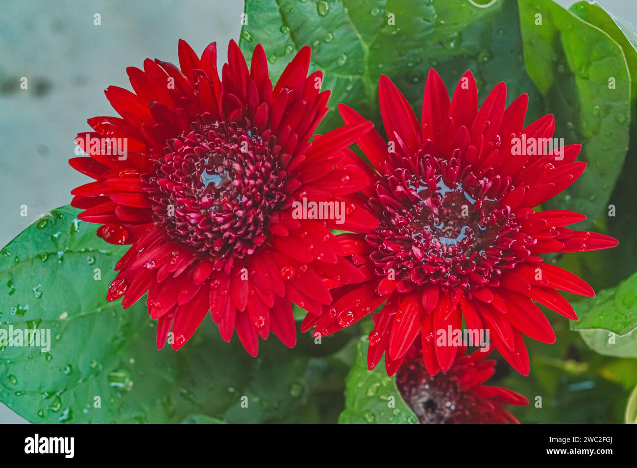Gerbera cultivation hi-res stock photography and images - Alamy