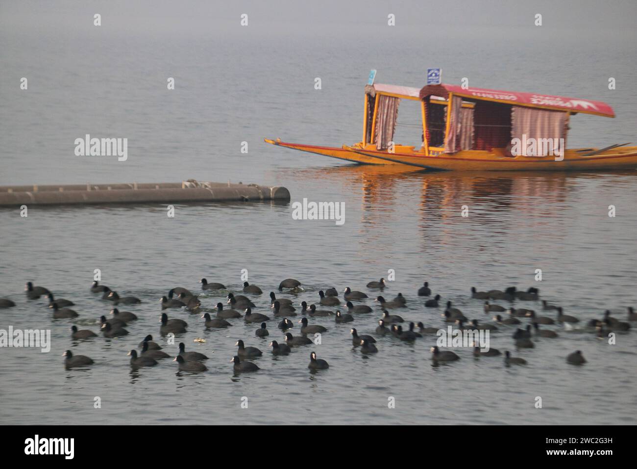 Srinagar Kashmir, India. 13th Jan, 2024. Migratory birds swim in the waters of Dal lake in ...