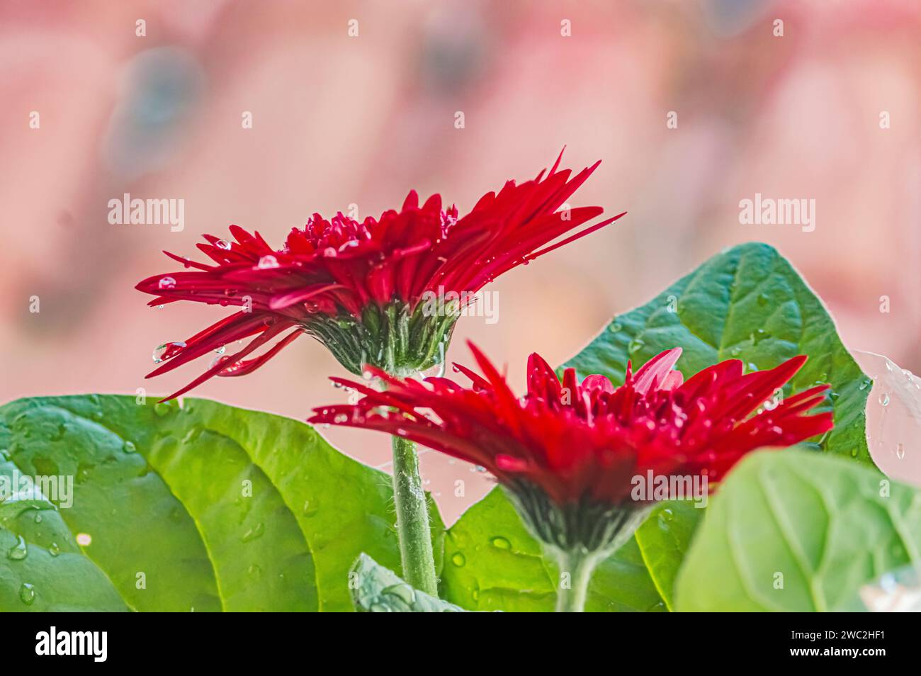 Red Gerbera or Gerbera jamesonii, red flower that represents the act of ...