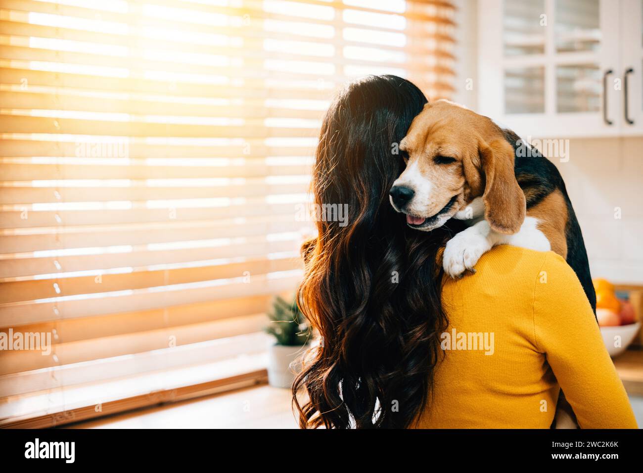 In the kitchen, a woman holds her Beagle dog on her shoulder, finding ...