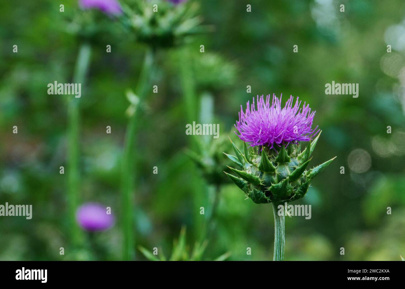 Closgrass hi-res stock photography and images - Alamy