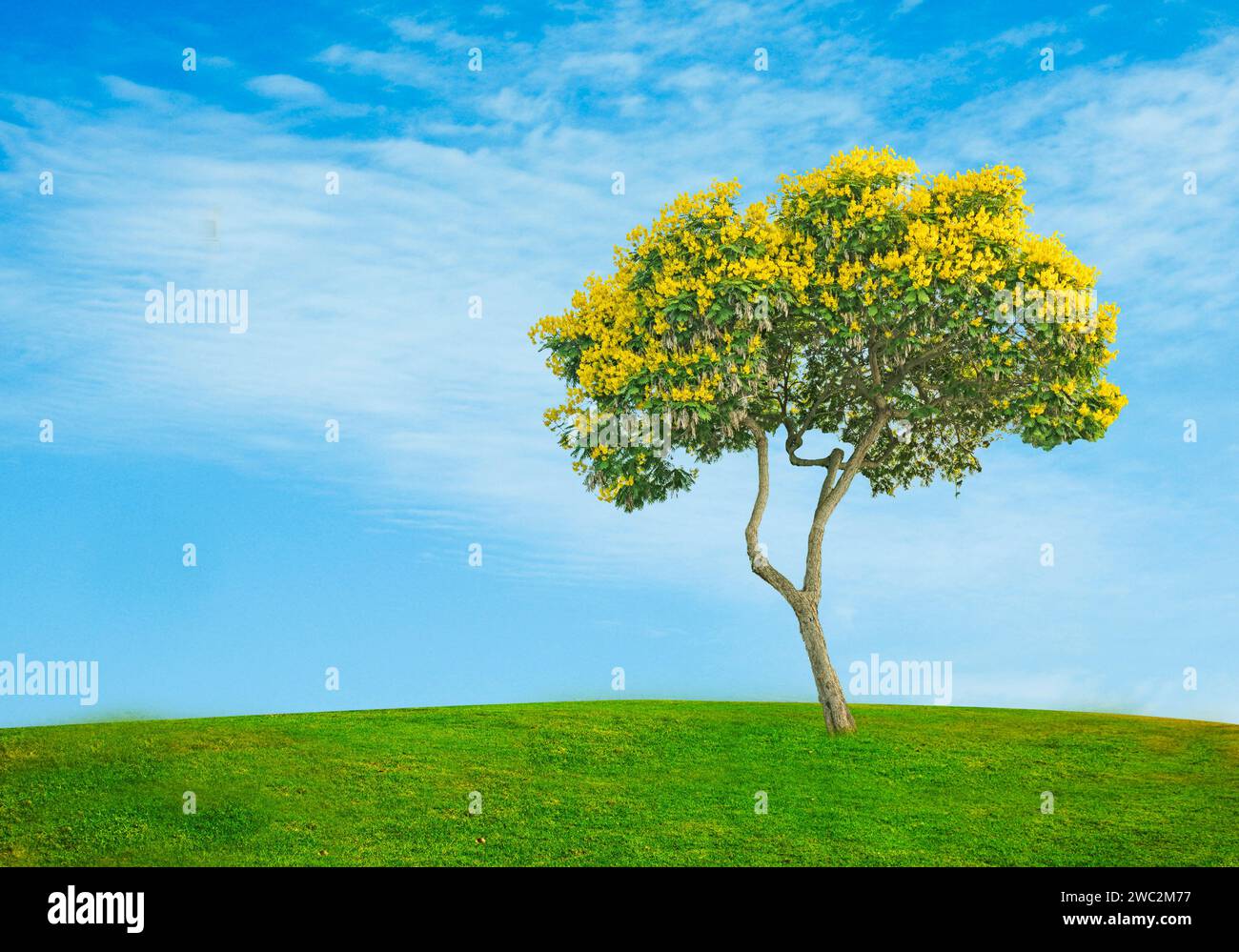 Accacia tree hi-res stock photography and images - Alamy