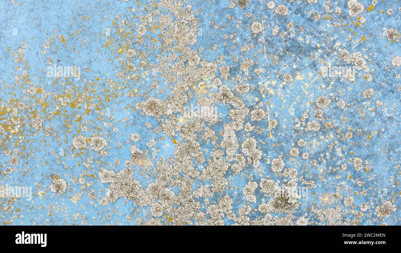 A wall painted with blue paint, damaged by mold patterns. A blue wall ...