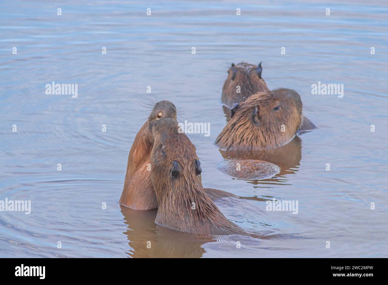 Capybaras in a pond with a chick petting its mother, Hydrochoerus ...