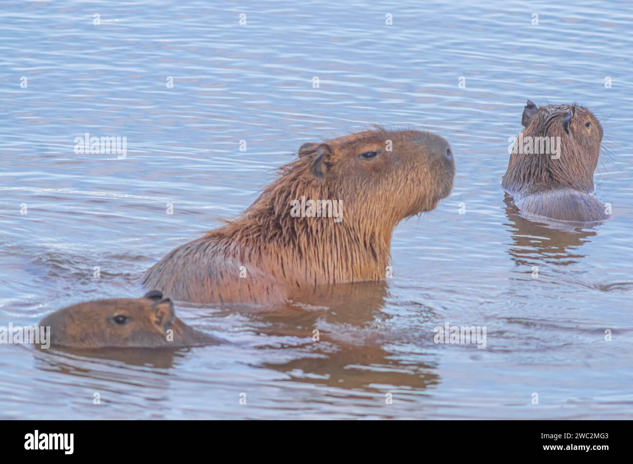 Capybaras in a pond with a chick petting its mother, Hydrochoerus hydrochaeris, daylight Stock ...