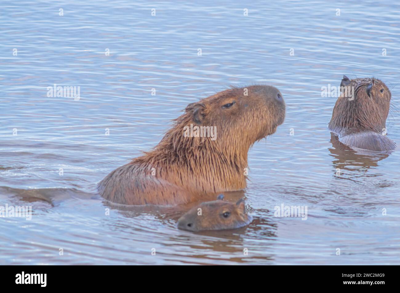 Capybaras in a pond with a chick petting its mother, Hydrochoerus ...