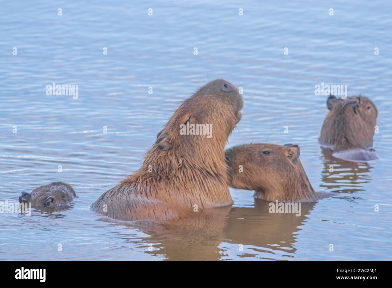 Capybaras in a pond with a chick petting its mother, Hydrochoerus ...