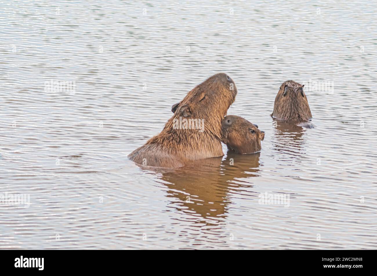 Capybaras in a pond with a chick petting its mother, Hydrochoerus ...