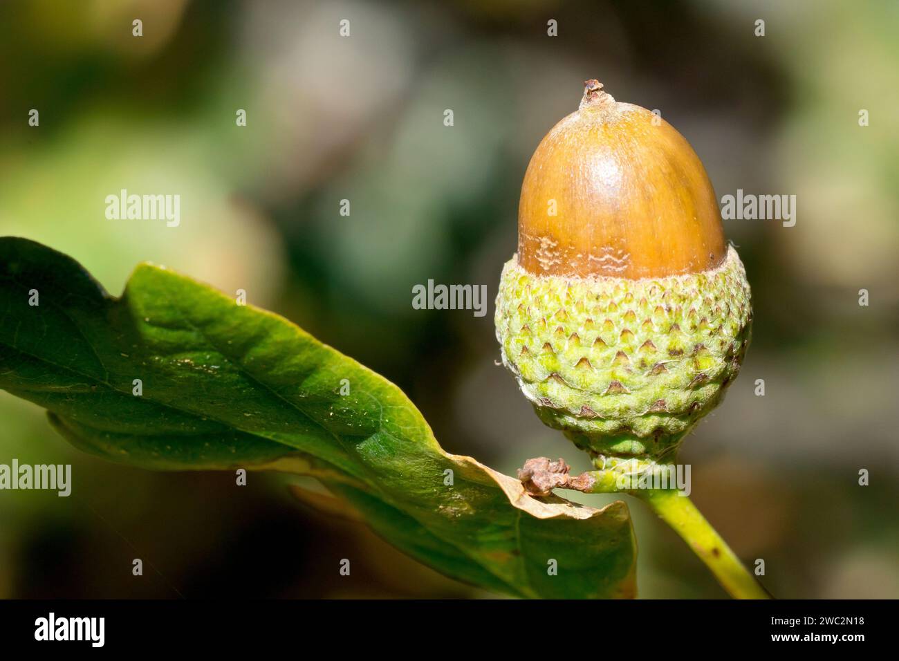 English Oak or Pedunculate Oak (quercus robur), close up of a solitary ...