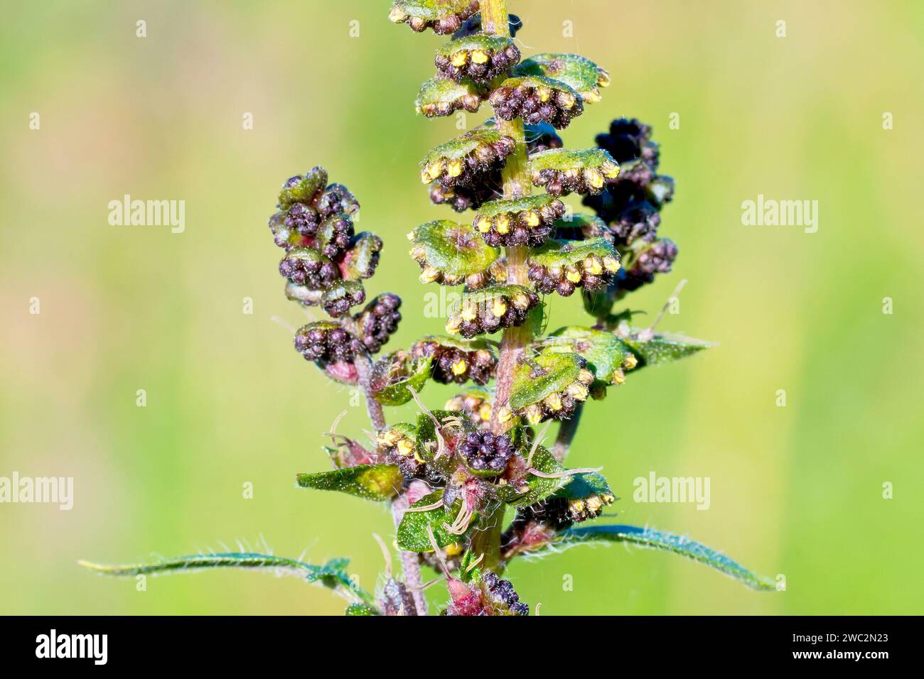 Common Ragweed (ambrosia artemisiifolia), close up showing the upper ...