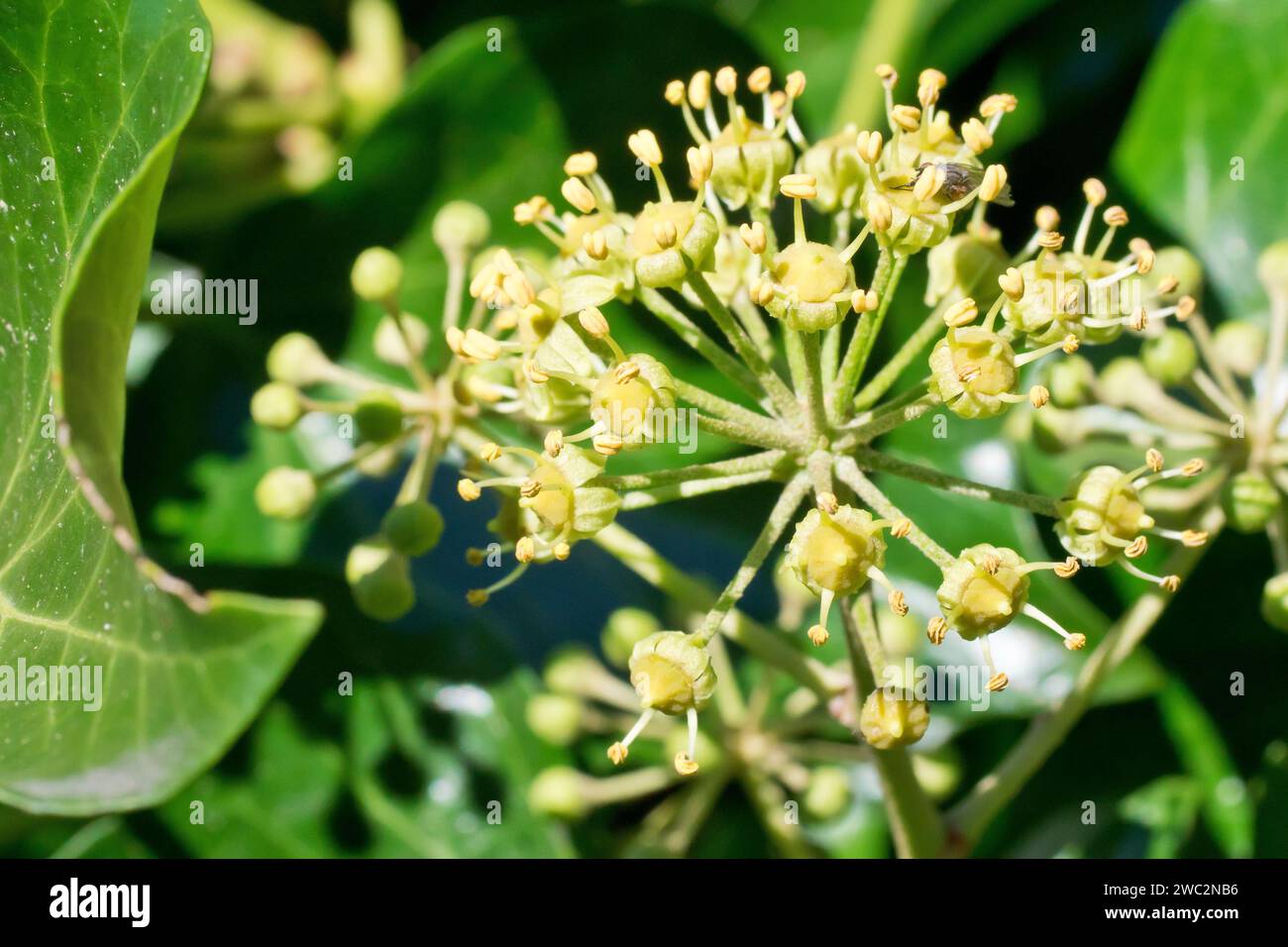 Ivy (hedera helix), close up focusing on a single flowerhead and the ...