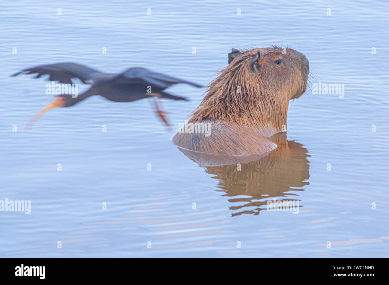Capybara in a lake with a flying, blurred Phimosus infuscatus bird ...
