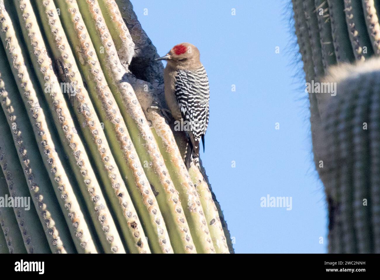 Sonoran desert gila woodpecker at hi-res stock photography and images ...