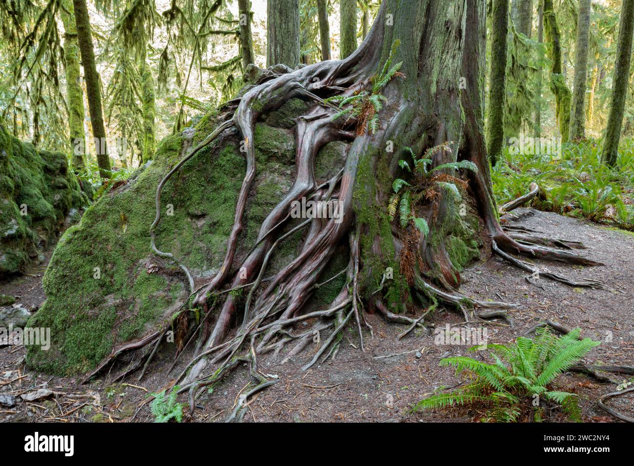 Donamate hi-res stock photography and images - Alamy